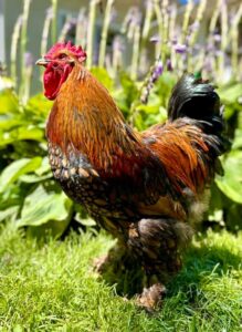 Golden Laced Cochin Standard - Baby Chicks | Cackle Hatchery®