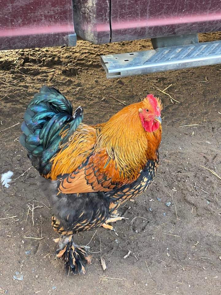 Gold Laced Cochin Rooster
