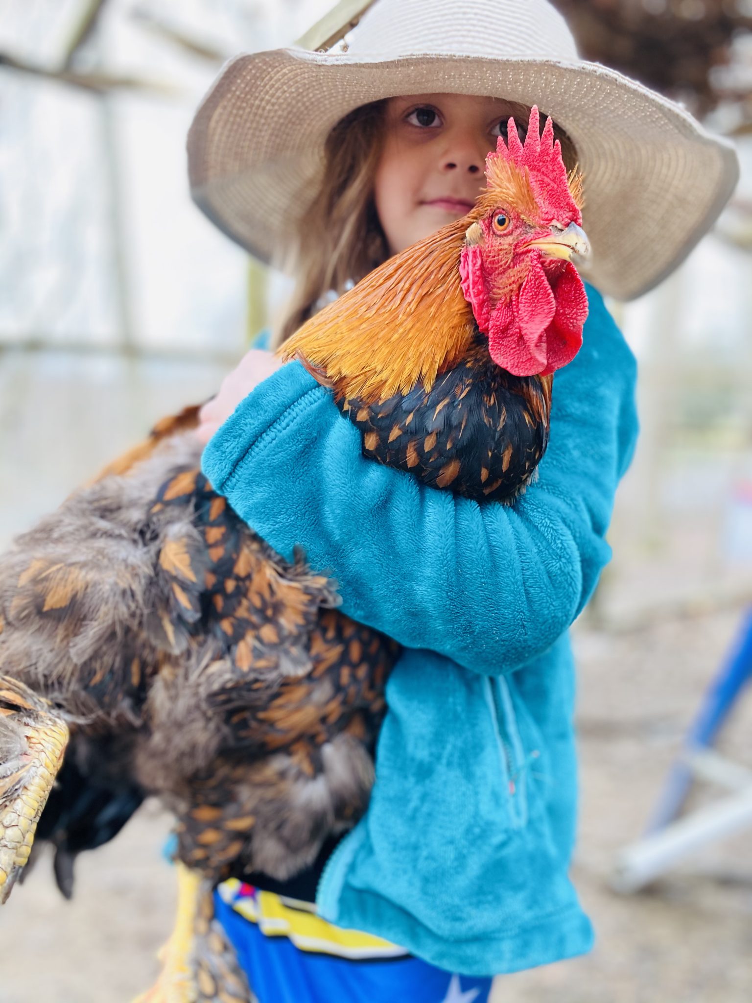 Golden Laced Cochin Standard - Baby Chicks | Cackle Hatchery®