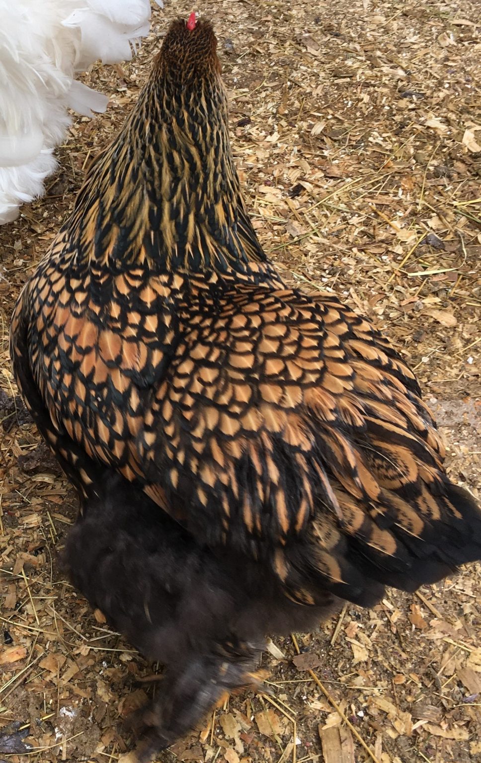 Golden Laced Cochin Standard - Baby Chicks | Cackle Hatchery®