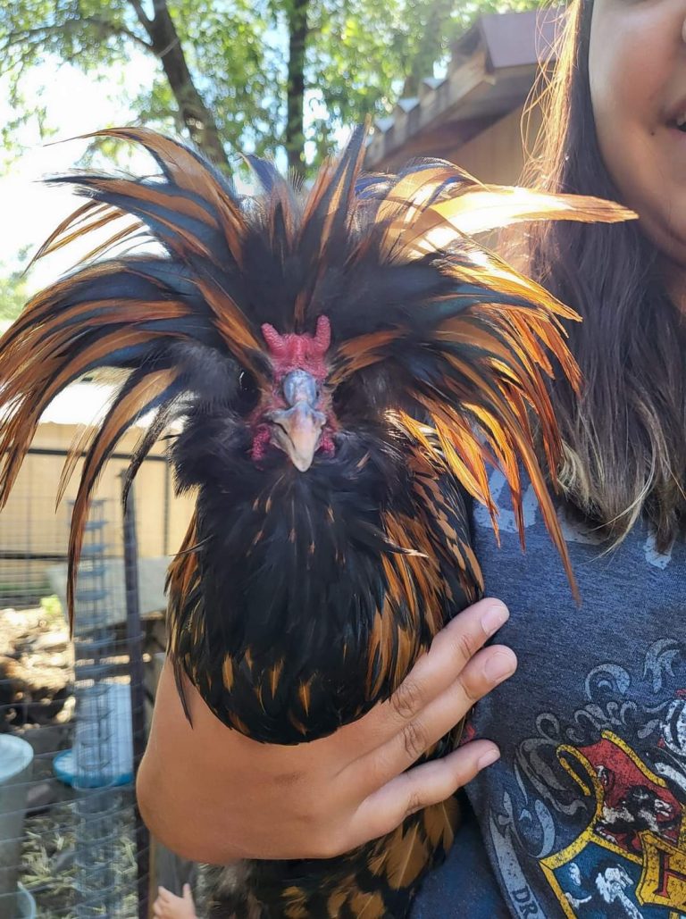 Golden Laced Polish Chicks for Sale - White Egg Layers | Cackle Hatchery®