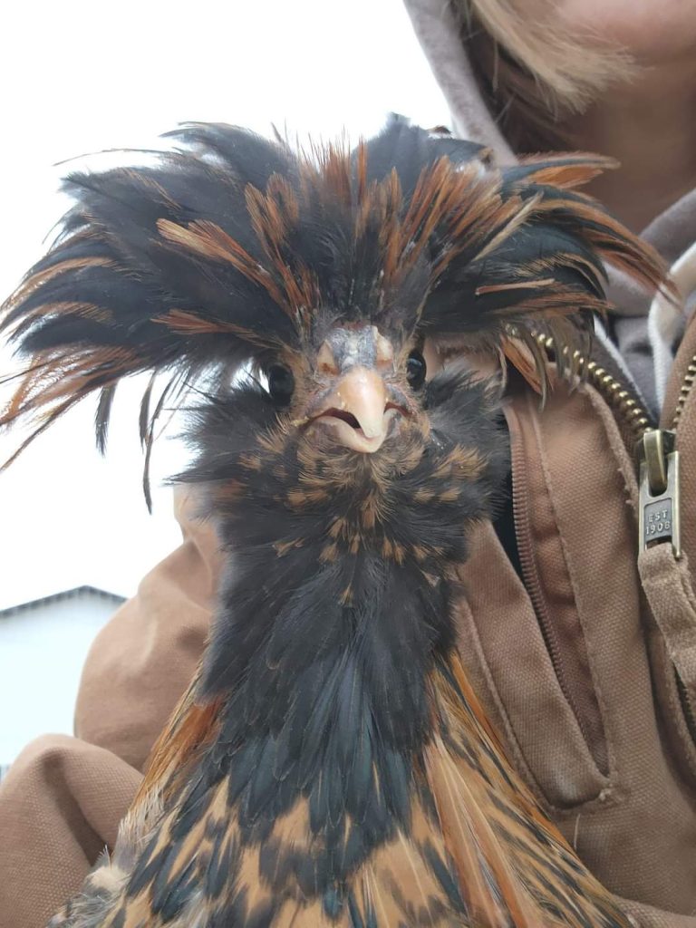 Golden Laced Polish Chicks for Sale - White Egg Layers | Cackle Hatchery®