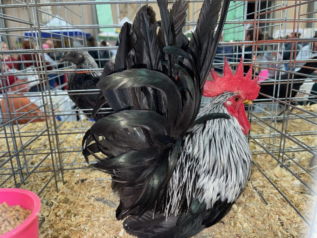 Gray Japanese Bantam Chickens for Sale | Cackle Hatchery®