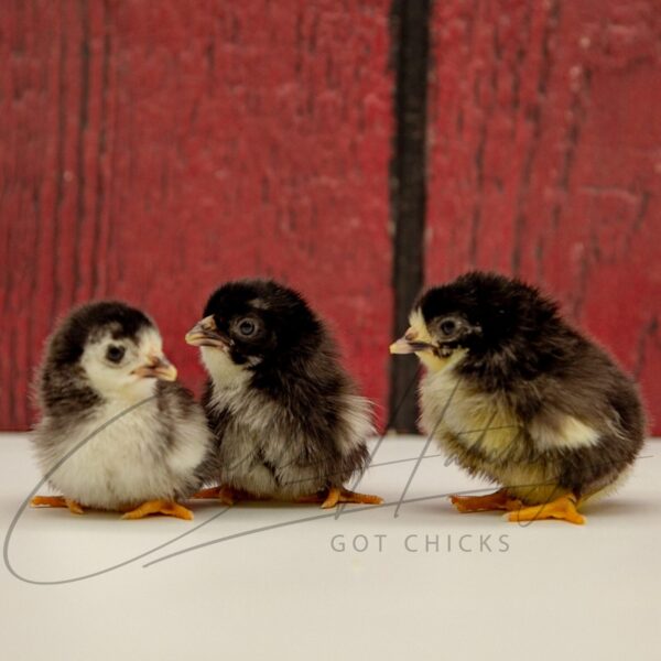 Gray Japanese Bantam Chickens for Sale | Cackle Hatchery®