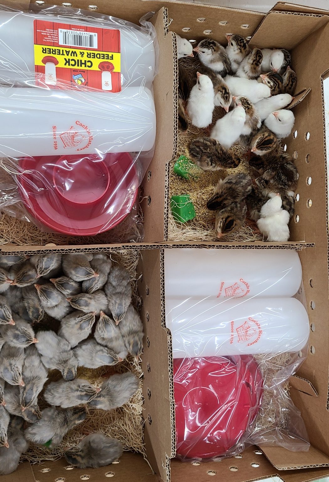 Guinea Fowl Baby Chicks - Bargain Special | Cackle Hatchery®