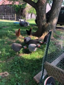 Guinea Fowl Baby Chicks - Bargain Special | Cackle Hatchery®