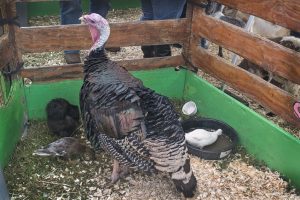 Heritage (Standard) Bronze Turkey Poults | Cackle Hatchery®