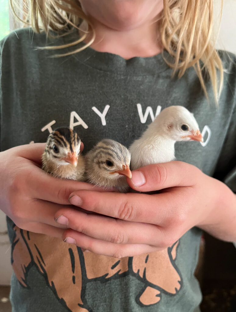Guinea Fowl Baby Chicks - Bargain Special | Cackle Hatchery®
