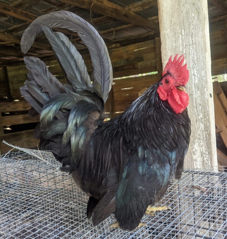Black Japanese Bantam Chickens for Sale | Cackle Hatchery®