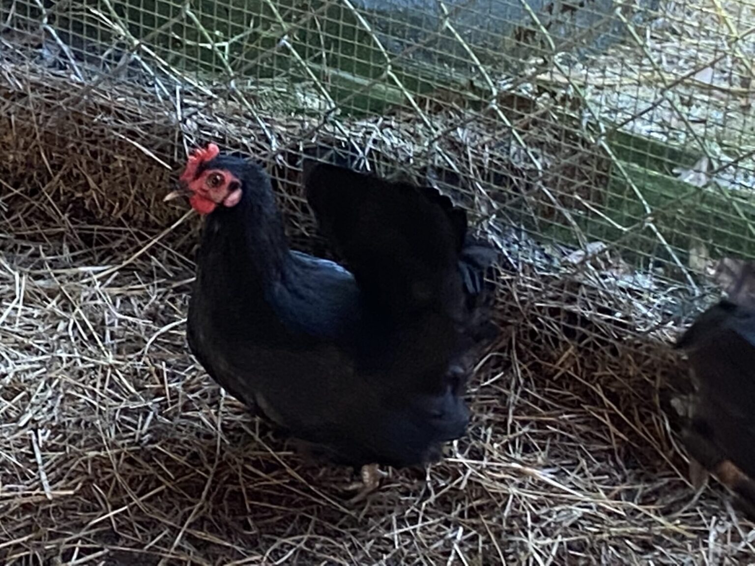Black Japanese Bantam Chickens for Sale | Cackle Hatchery®