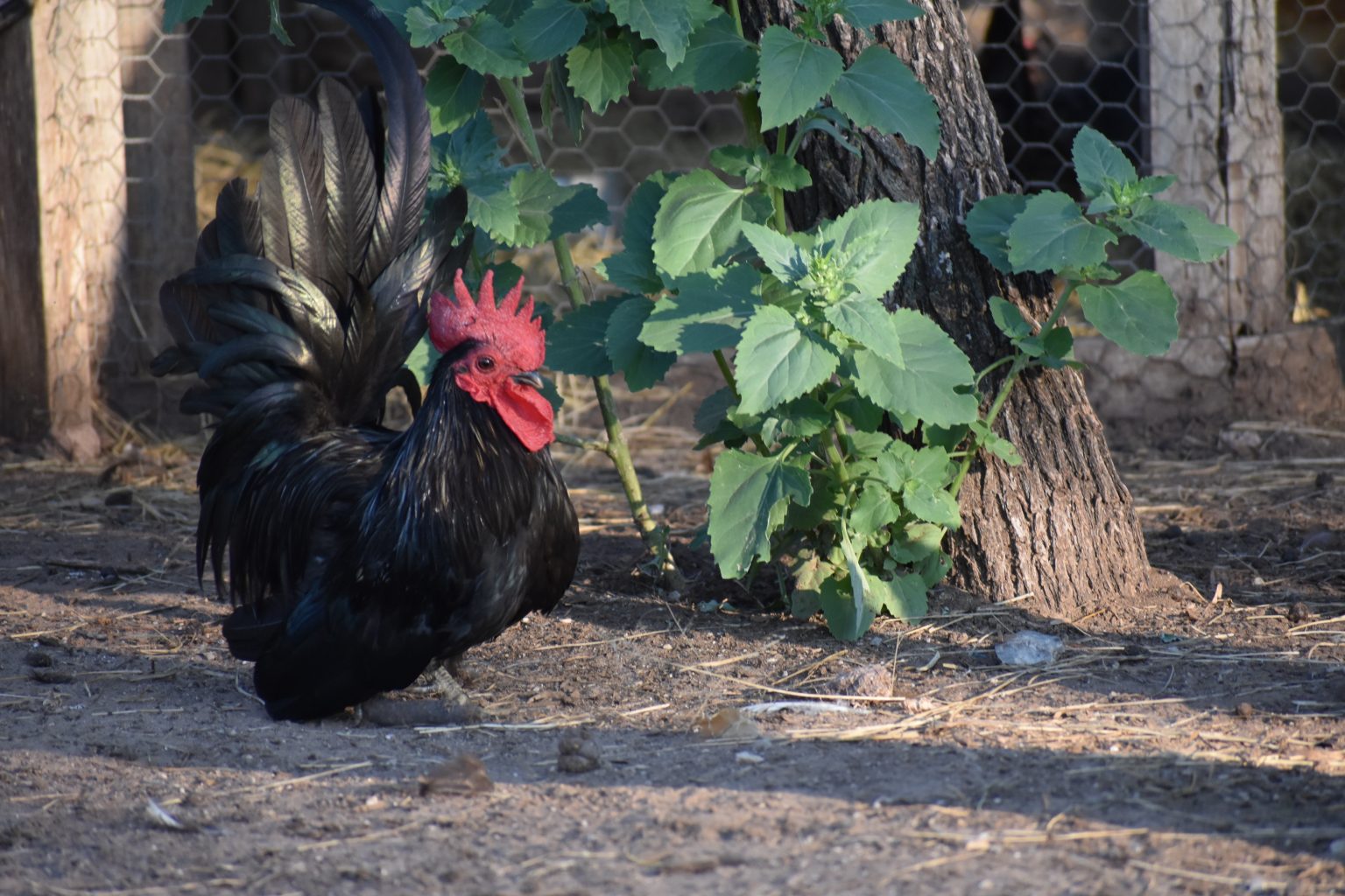 Black Japanese Bantam Chickens for Sale | Cackle Hatchery®