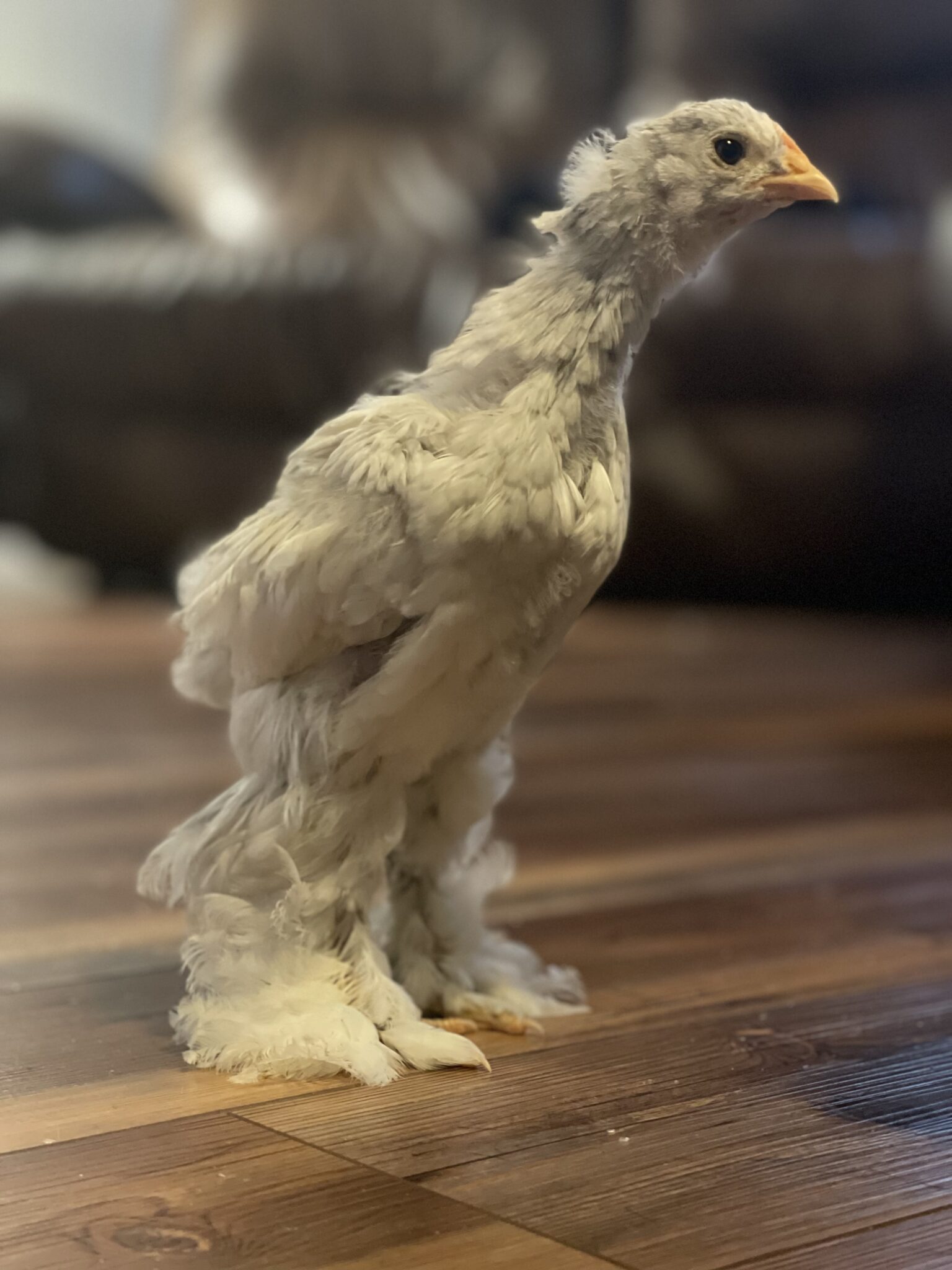 Splash Cochin - Standard Cochin Chickens | Cackle Hatchery®