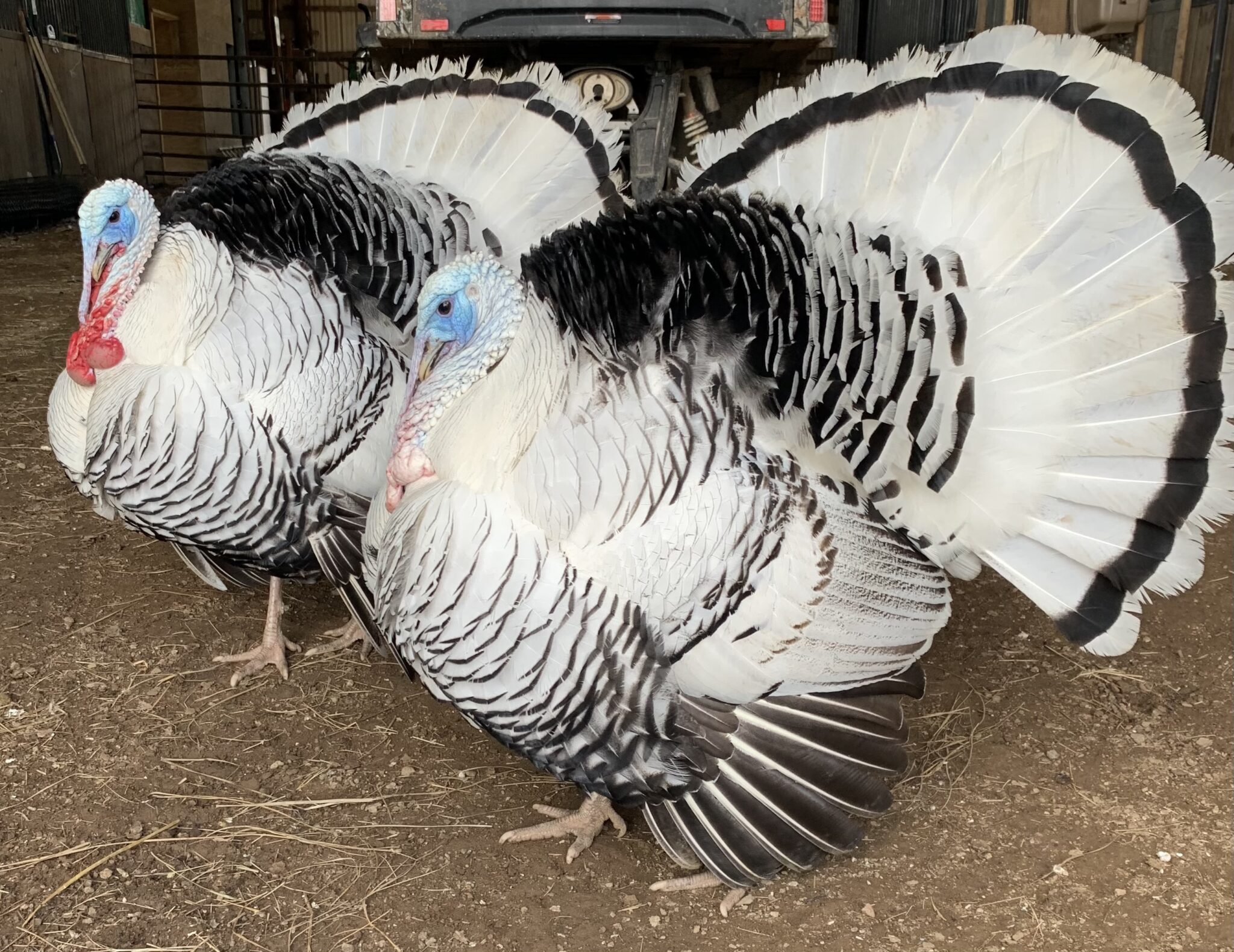 Royal Palm Turkey - Heritage Breed Turkeys | Cackle Hatchery®