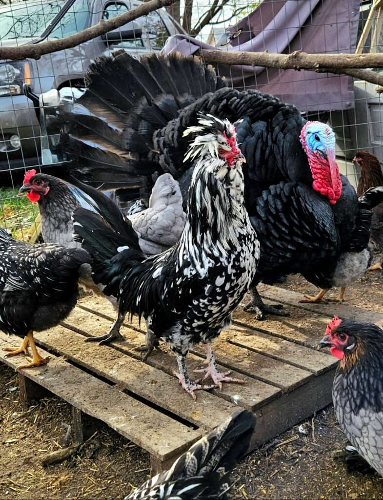 Mottled Houdan Chickens - Chicks for Sale | Cackle Hatchery®