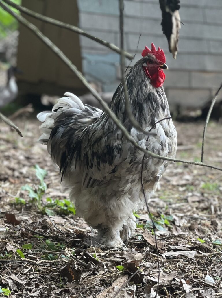 Splash Cochin - Standard Cochin Chickens | Cackle Hatchery®