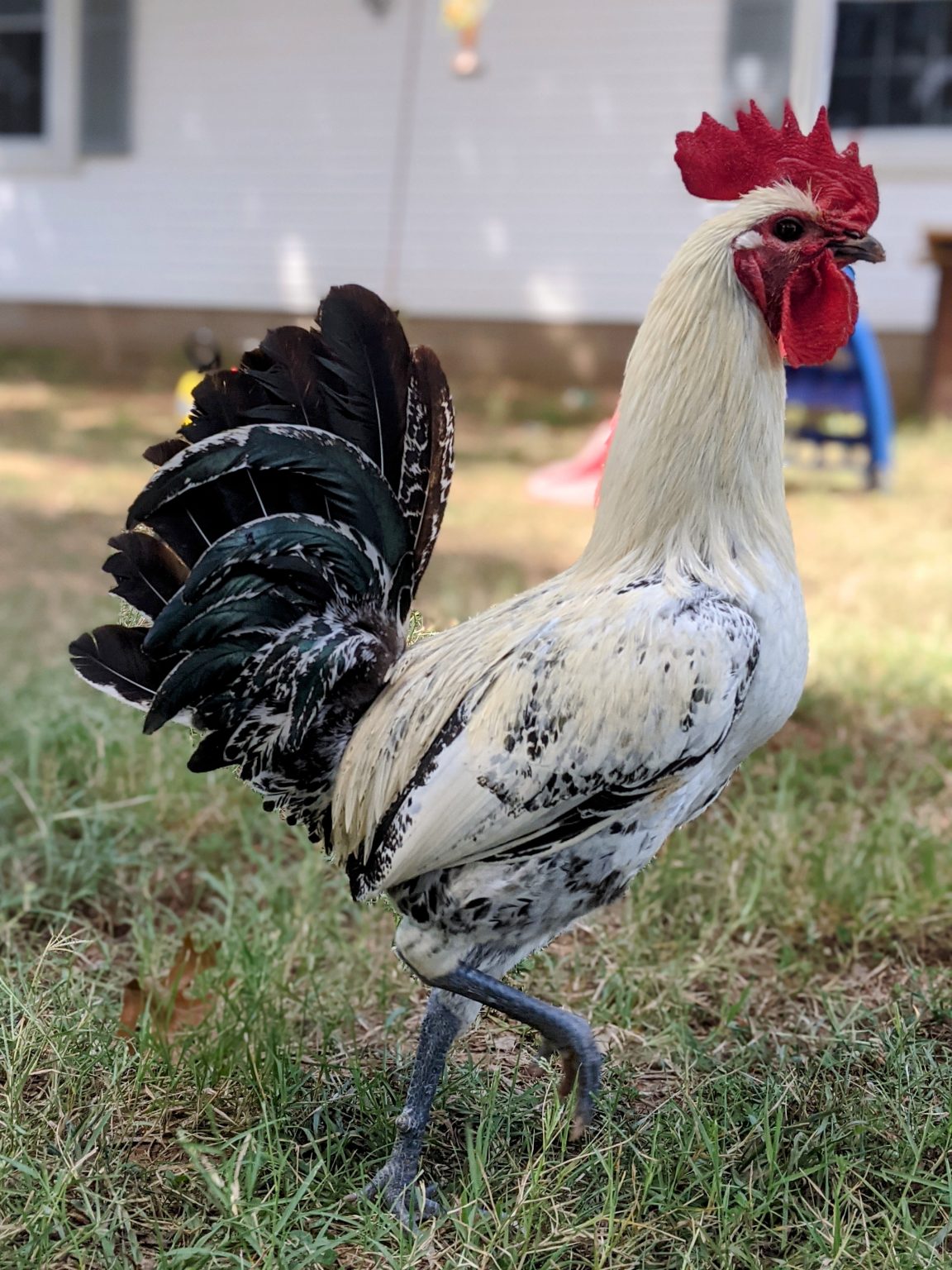 Egyptian Fayoumis Chickens - Day Old Chicks (Fowl) | Cackle Hatchery®
