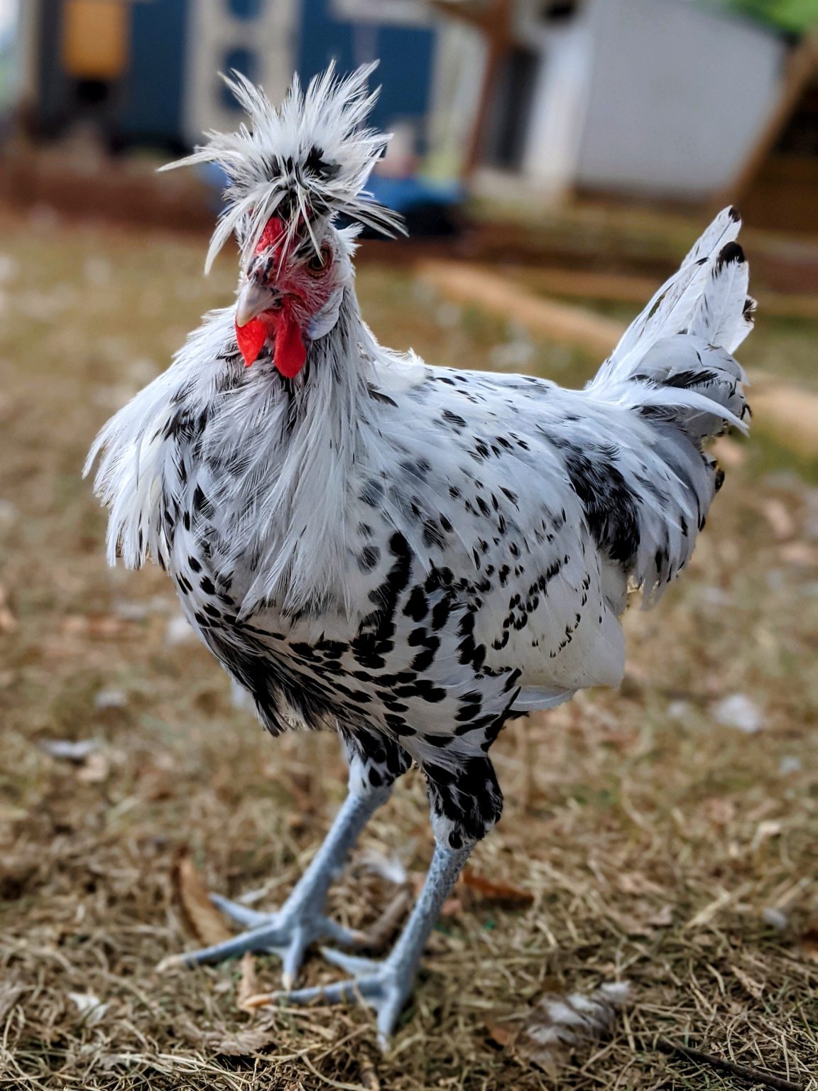 Silver Spangled Appenzeller Spitzhauben Chickens | Cackle Hatchery®