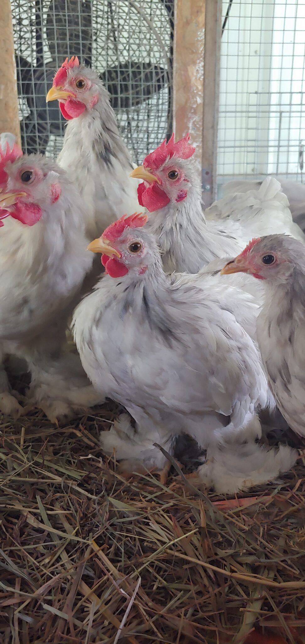 Splash Cochin Bantam Chickens for Sale | Cackle Hatchery®