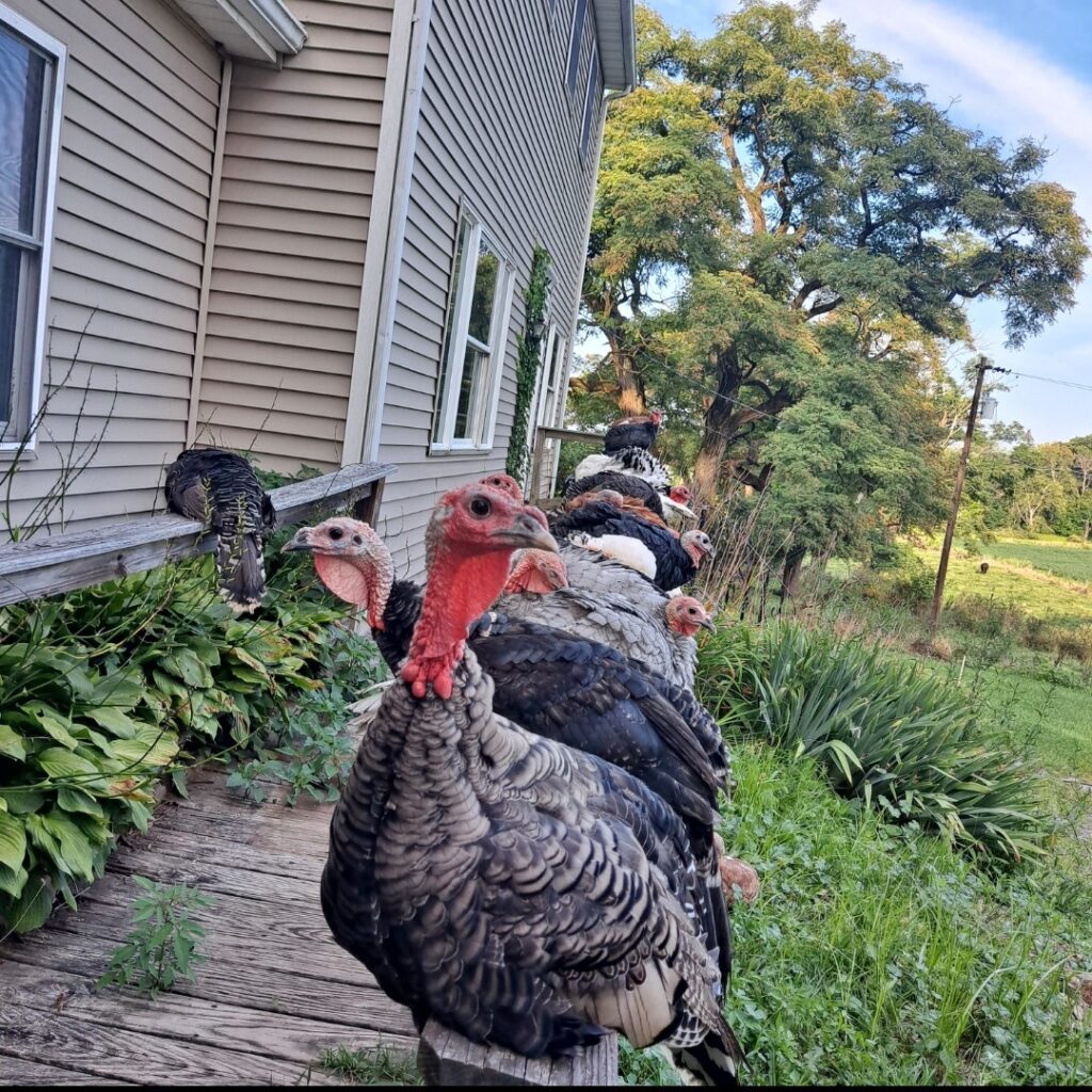 Surplus Rare Turkey Special | Cackle Hatchery®