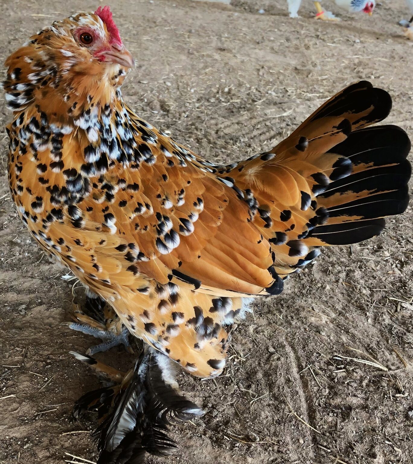 Mille Fleur d’Uccle Bantam Chicks | True Bantam Show Birds