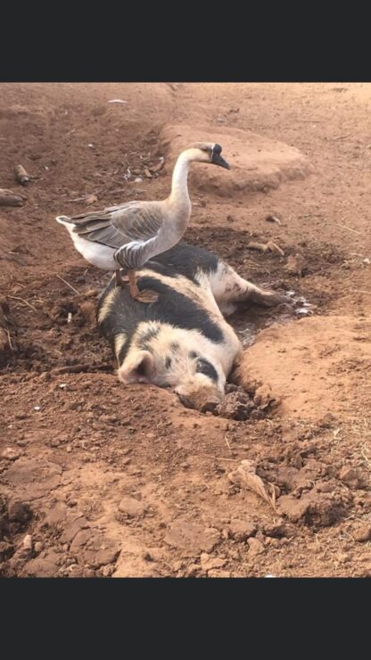 African Goose - Baby Waterfowl for Sale | Cackle Hatchery®