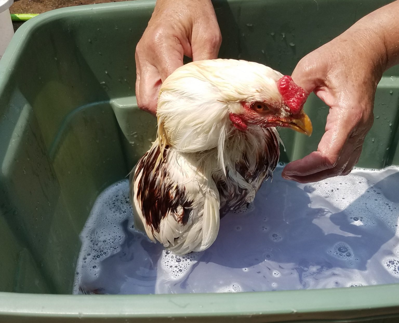 Red Shoulder Yokohama Chickens | Cackle Hatchery®