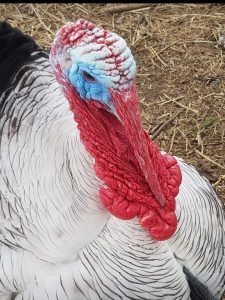 Royal Palm Turkey - Heritage Breed Turkeys | Cackle Hatchery®