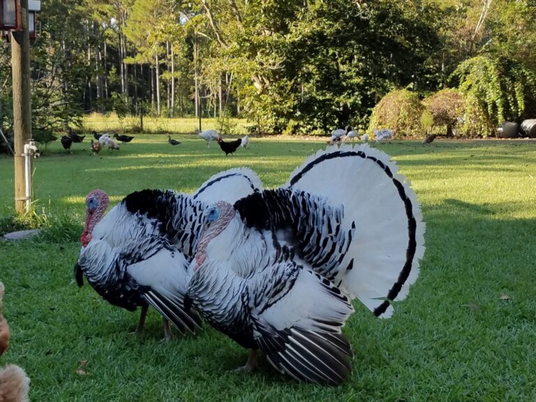 Royal Palm Turkey - Heritage Breed Turkeys | Cackle Hatchery®