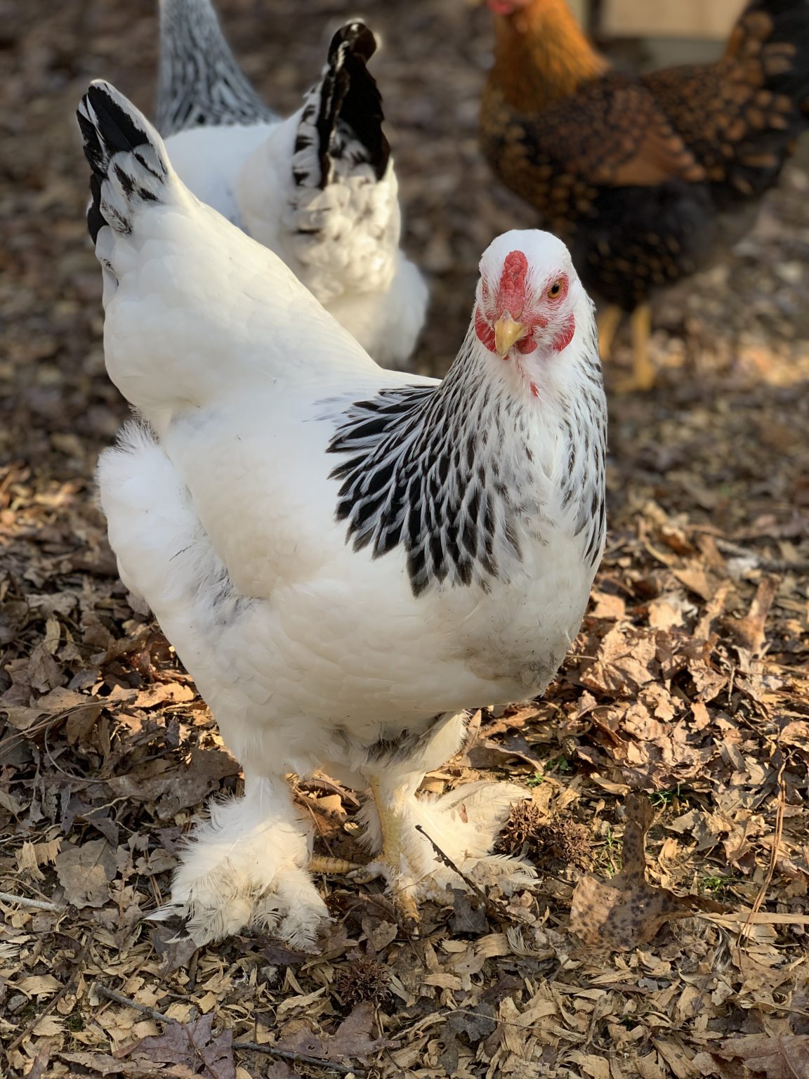 Light Brahma Chickens - Baby Chicks for Sale | Cackle Hatchery®
