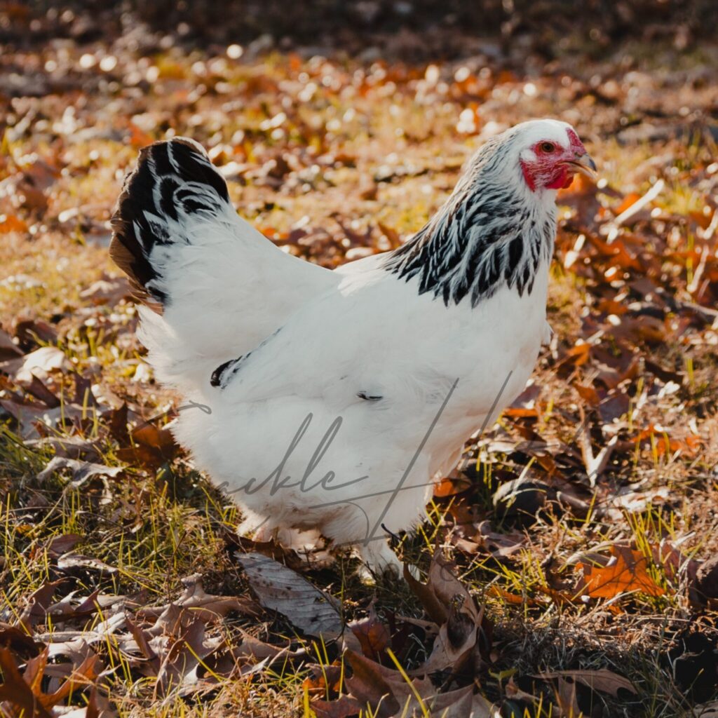 Light Brahma Chickens - Baby Chicks for Sale | Cackle Hatchery®