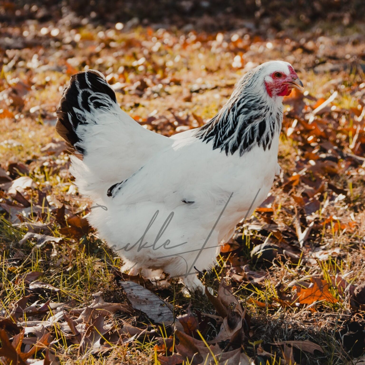 Light Brahma Chickens - Baby Chicks for Sale | Cackle Hatchery®