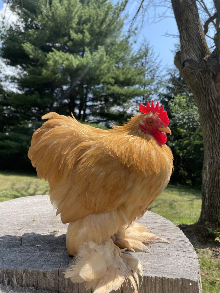 Buff Cochin Bantam - Bantam Chicks for Sale | Cackle Hatchery®