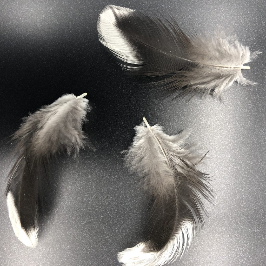 Mottled Houdan Chickens - Chicks for Sale | Cackle Hatchery®