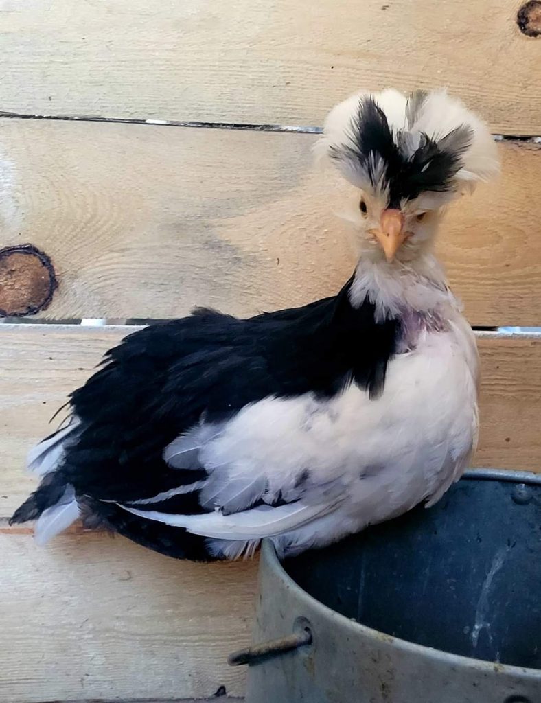 Mottled Houdan Chickens - Chicks for Sale | Cackle Hatchery®
