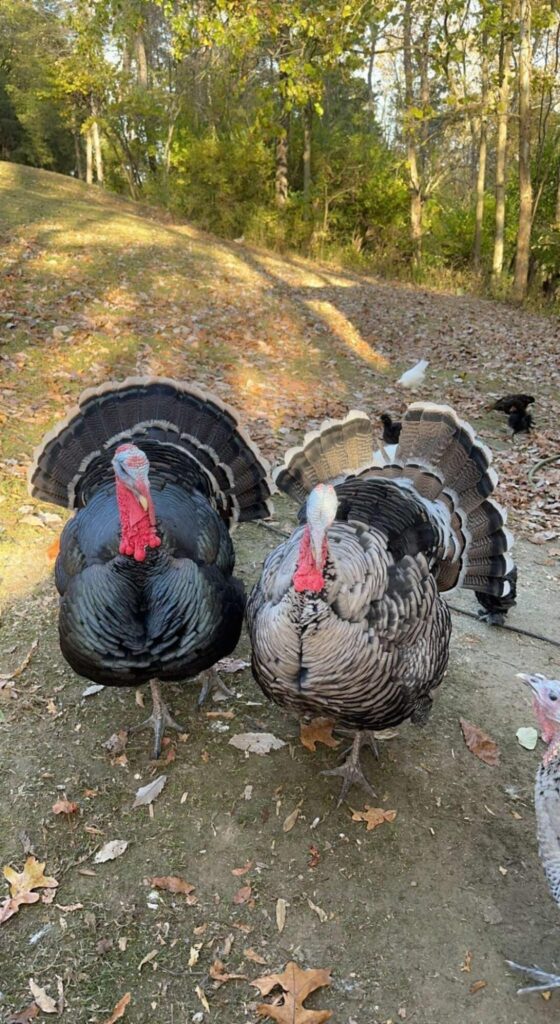 Surplus Rare Turkey Special | Cackle Hatchery®