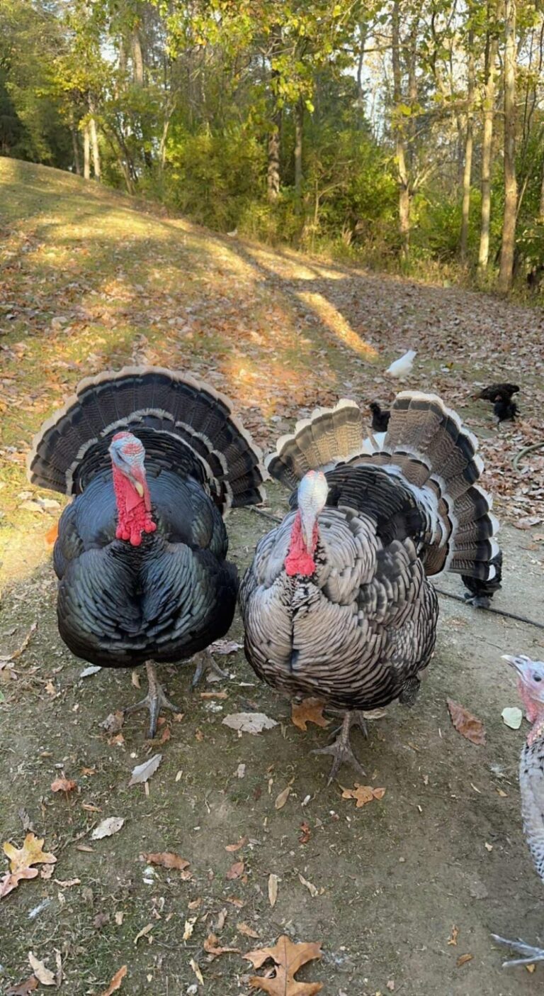 Surplus Rare Turkey Special | Cackle Hatchery®