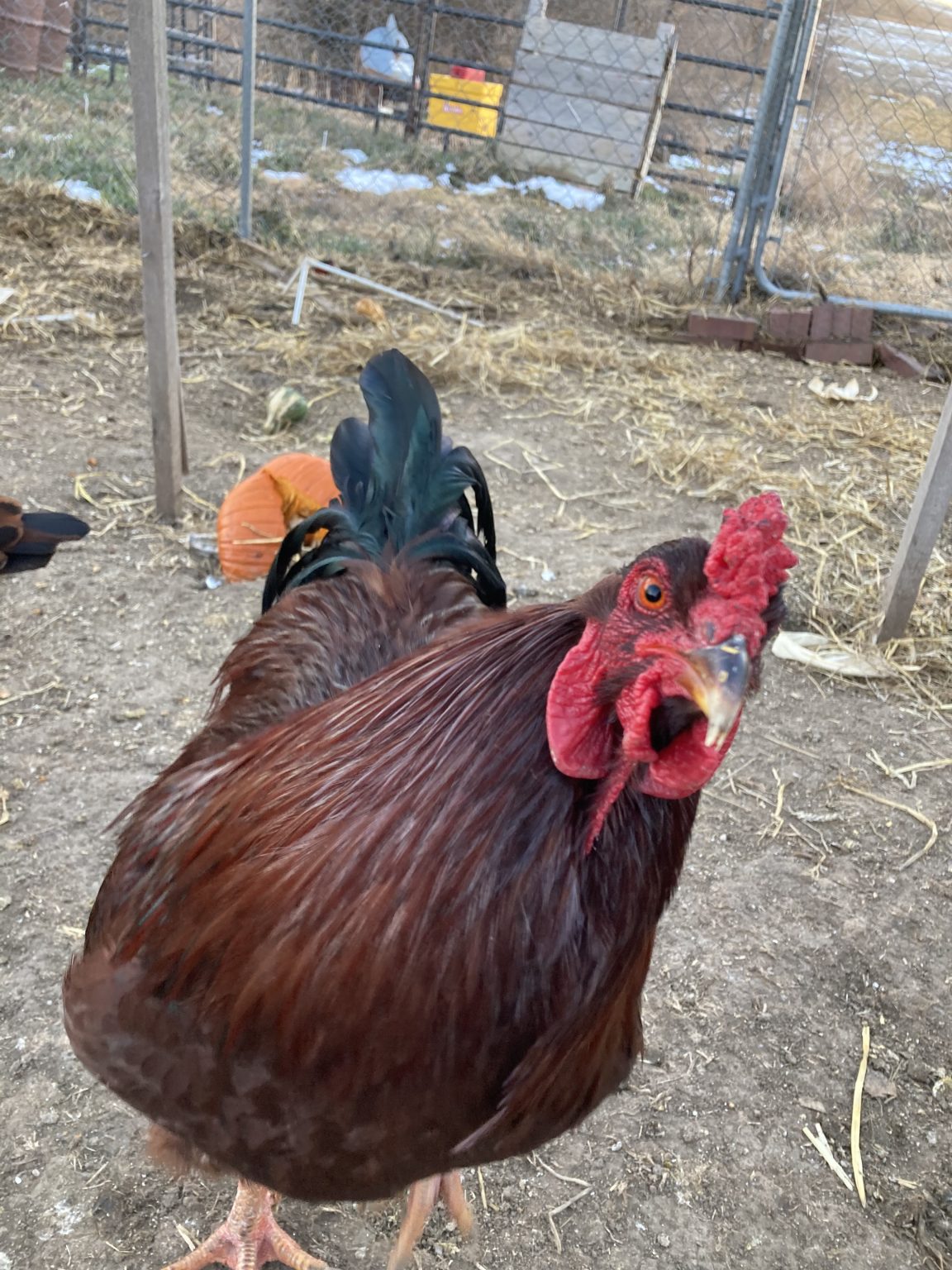 Buckeye Chickens - Baby Chicks for Sale | Cackle Hatchery®