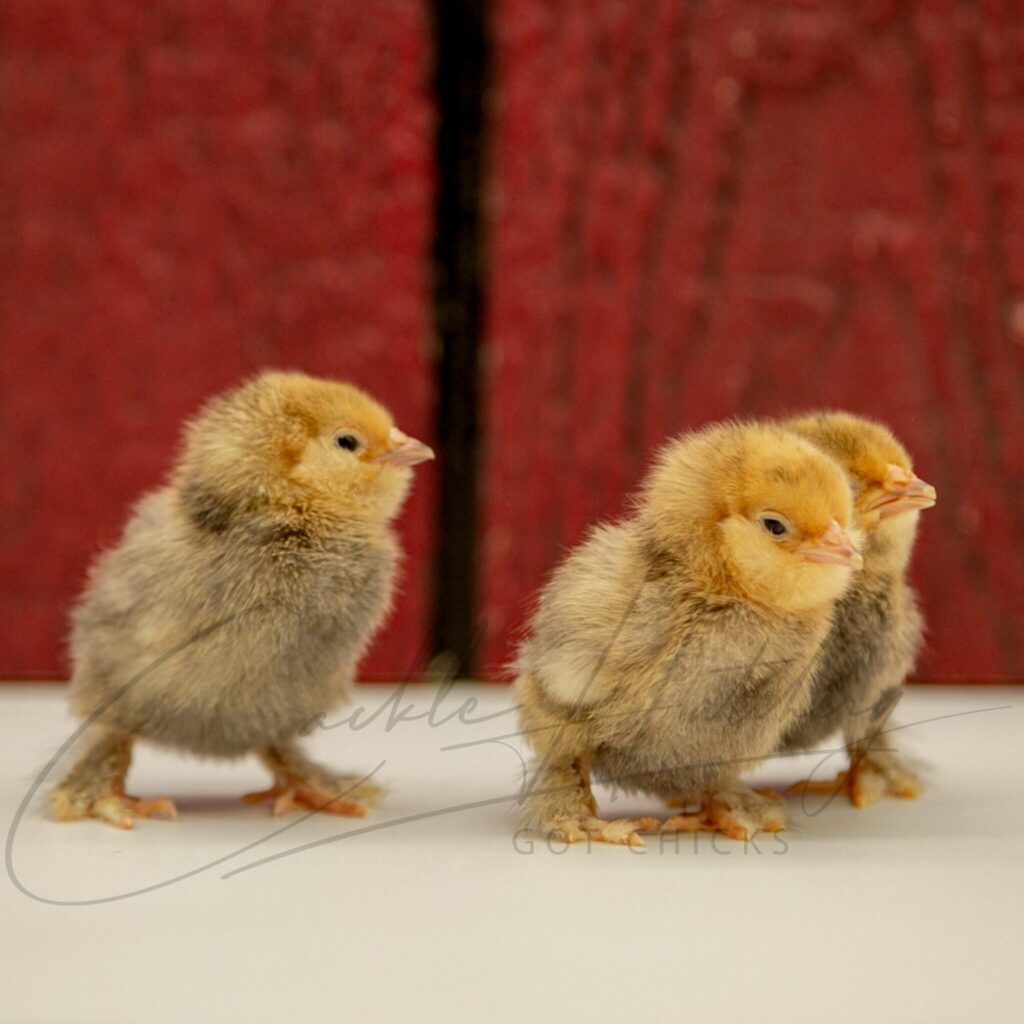 Mille Fleur d’Uccle Bantam Chicks | True Bantam Show Birds