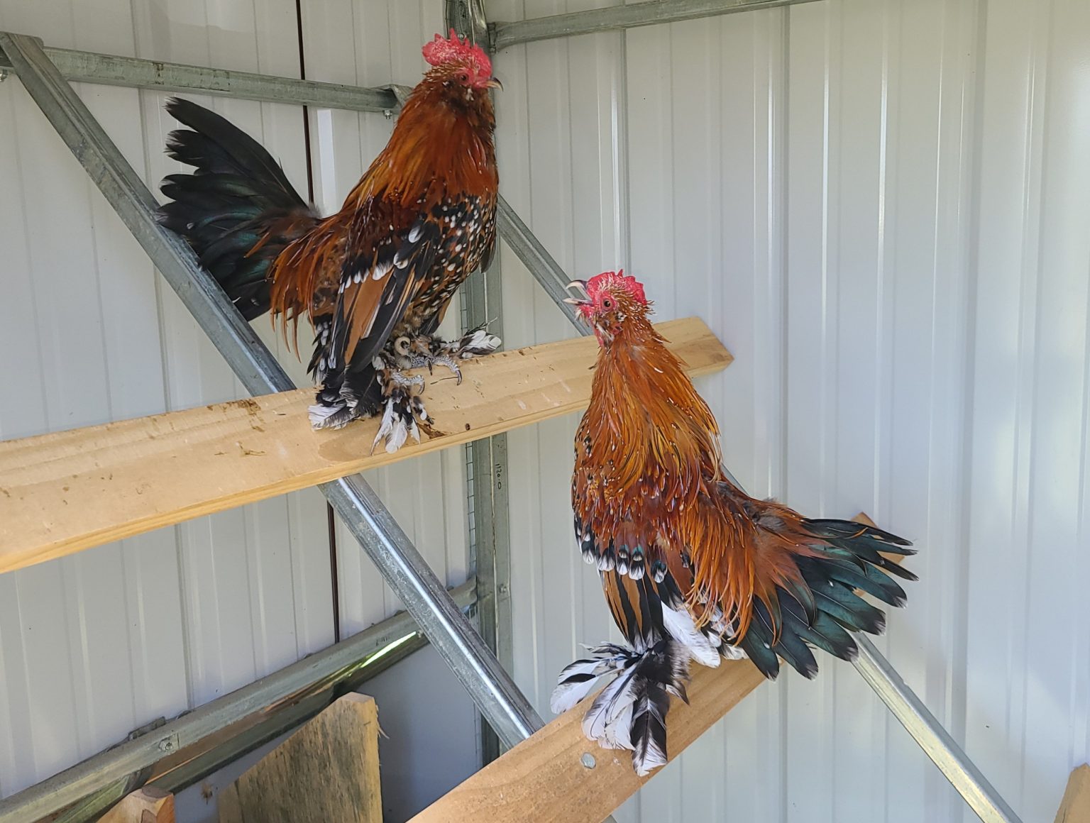 Mille Fleur d’Uccle Bantam Chicks | True Bantam Show Birds