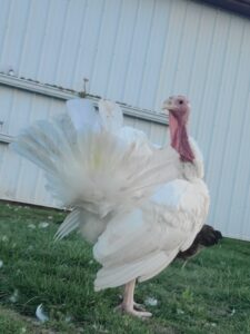 Broad Breasted White Turkey | Cackle Hatchery®