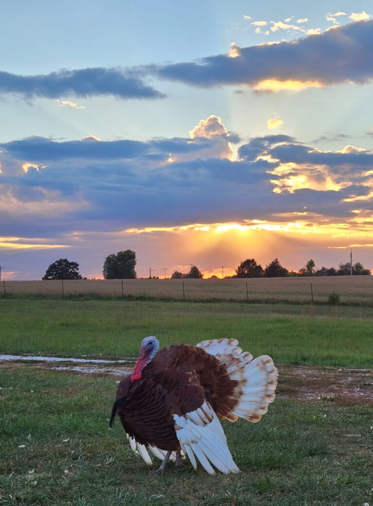 Bourbon Red Turkey - Heritage Turkey Poults | Cackle Hatchery®