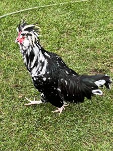Mottled Houdan Chickens - Chicks for Sale | Cackle Hatchery®