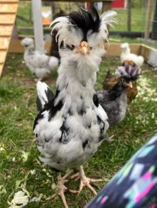 Mottled Houdan Chickens - Chicks for Sale | Cackle Hatchery®