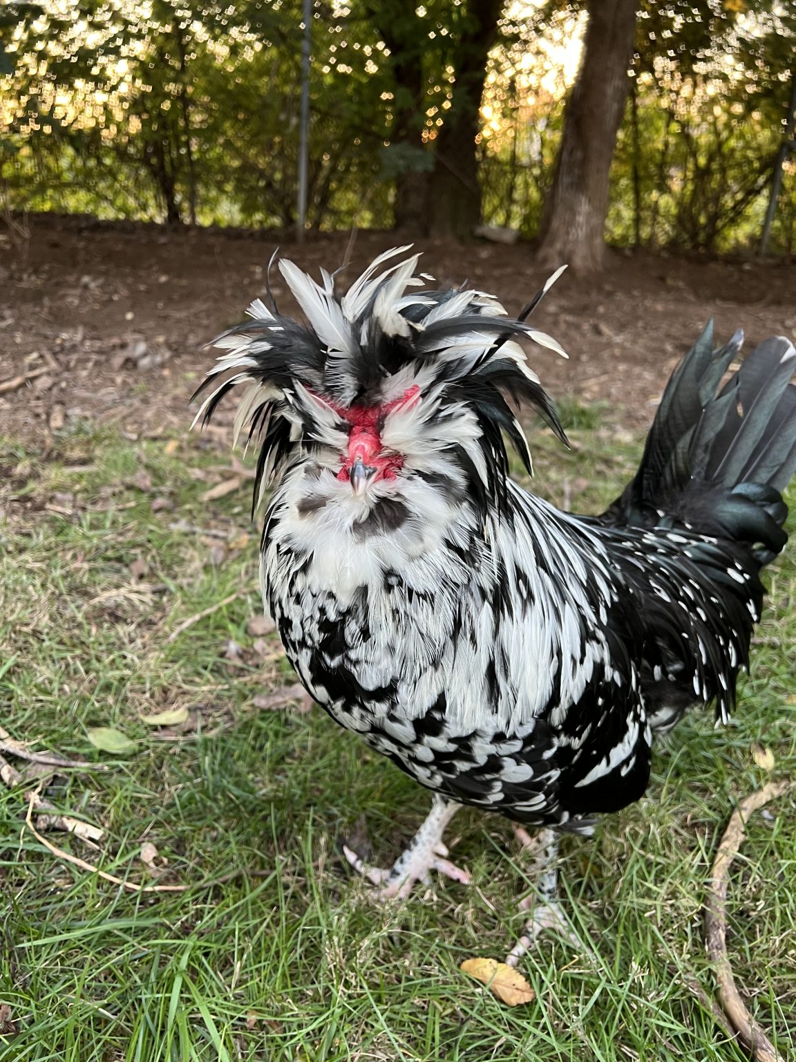 Mottled Houdan Chickens - Chicks for Sale | Cackle Hatchery®