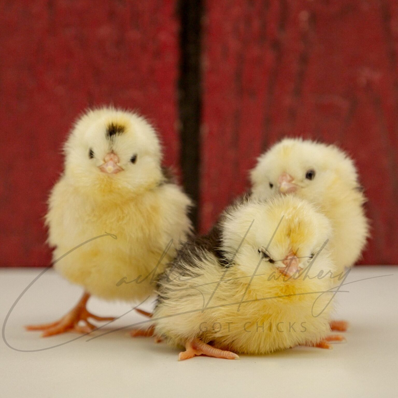 Mottled Houdan Chickens - Chicks for Sale | Cackle Hatchery®