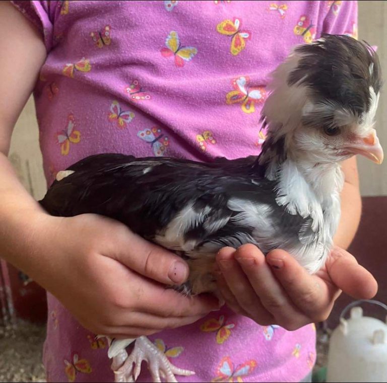 Mottled Houdan Chickens - Chicks for Sale | Cackle Hatchery®