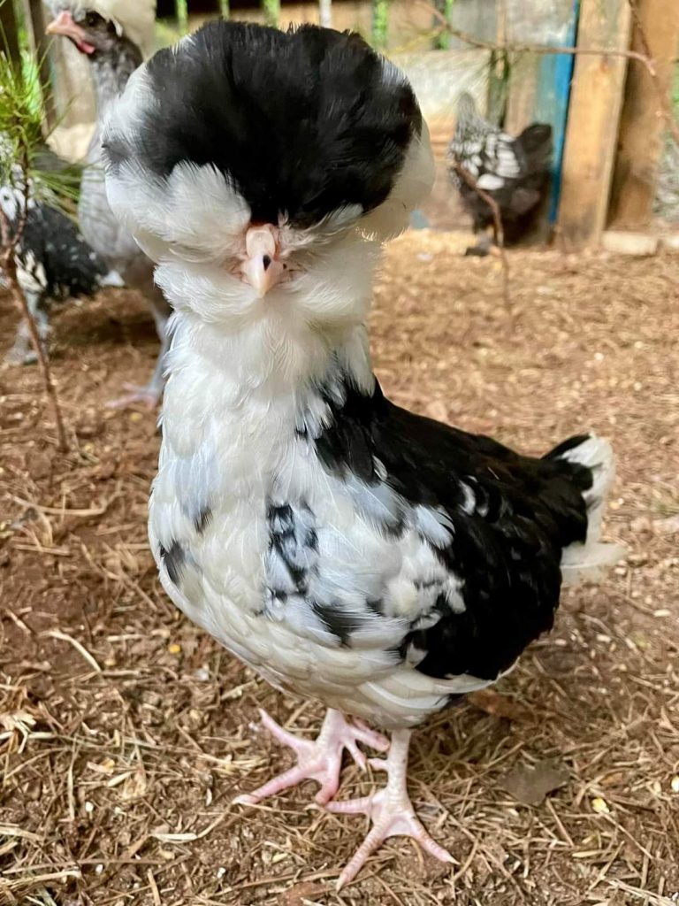 Mottled Houdan Chickens - Chicks for Sale | Cackle Hatchery®