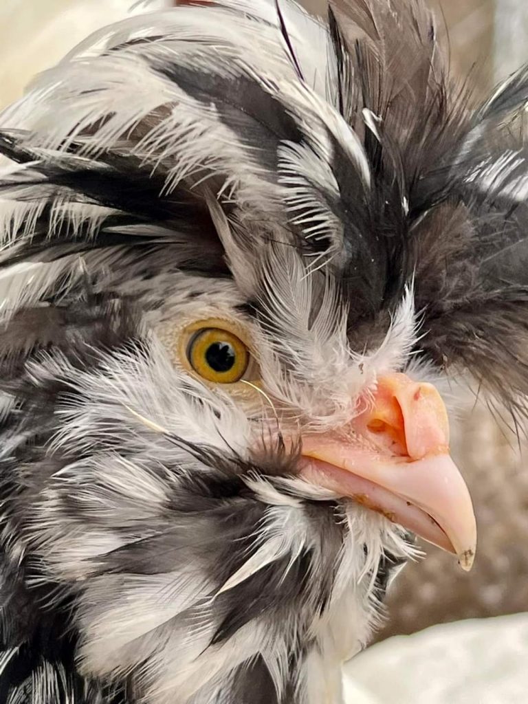 Mottled Houdan Chickens - Chicks for Sale | Cackle Hatchery®
