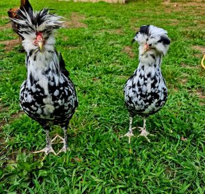 Mottled Houdan Chickens - Chicks for Sale | Cackle Hatchery®