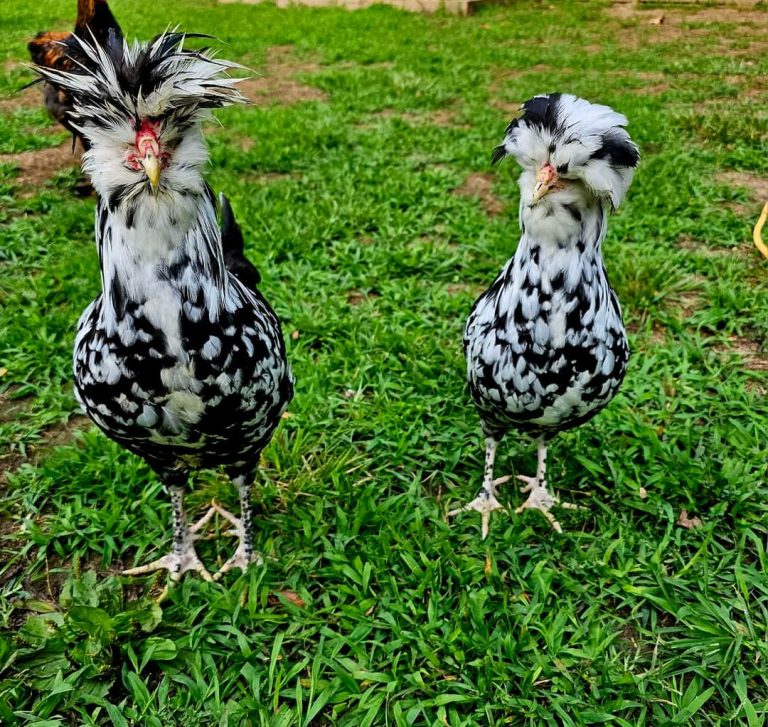 Mottled Houdan Chickens - Chicks for Sale | Cackle Hatchery®